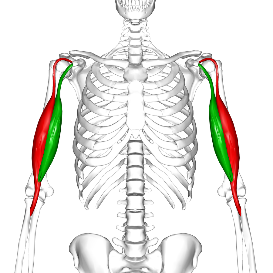 Biceps / SLAP - Last van je schouder